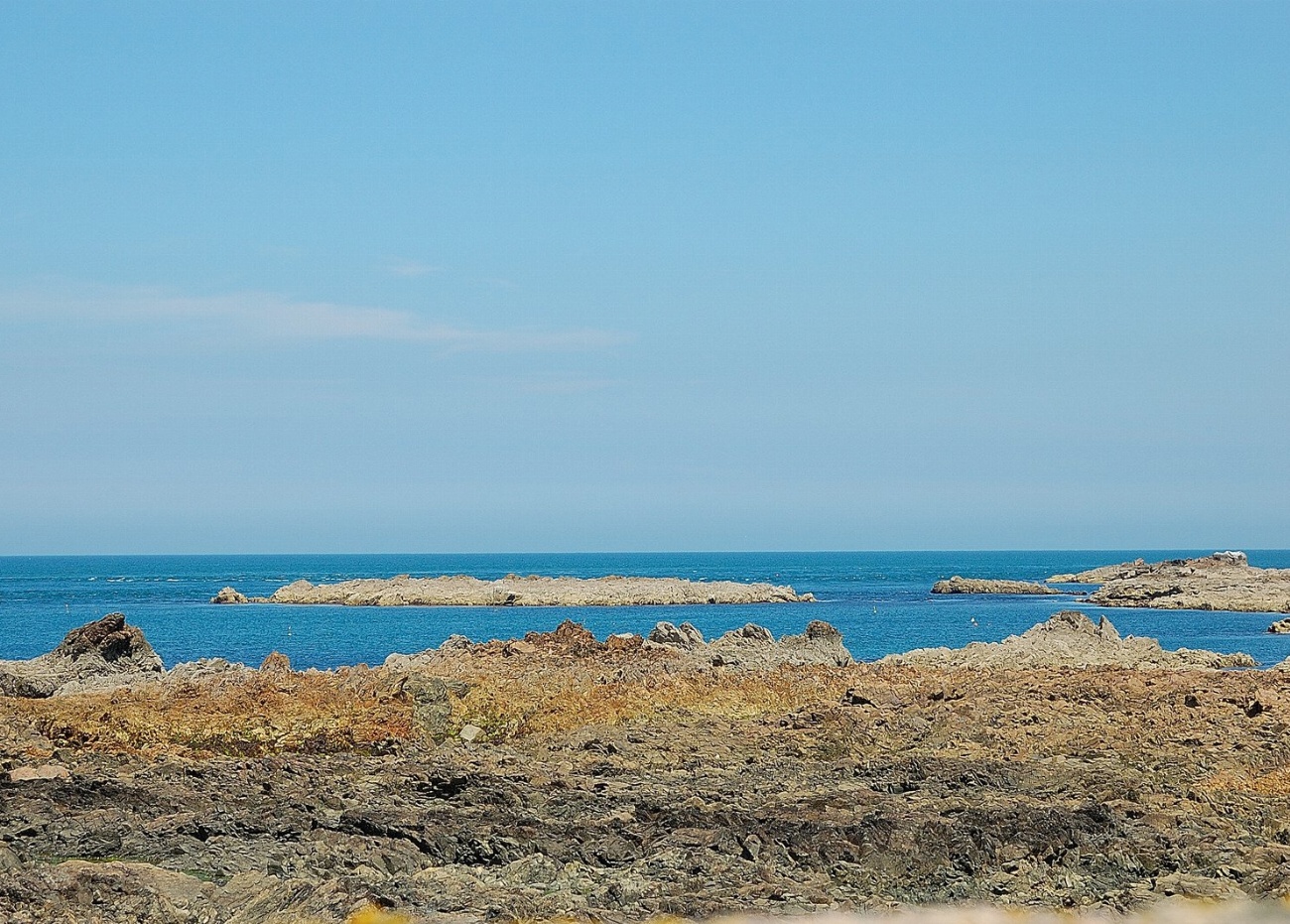 Âne du Cotentin : guide race de cheval