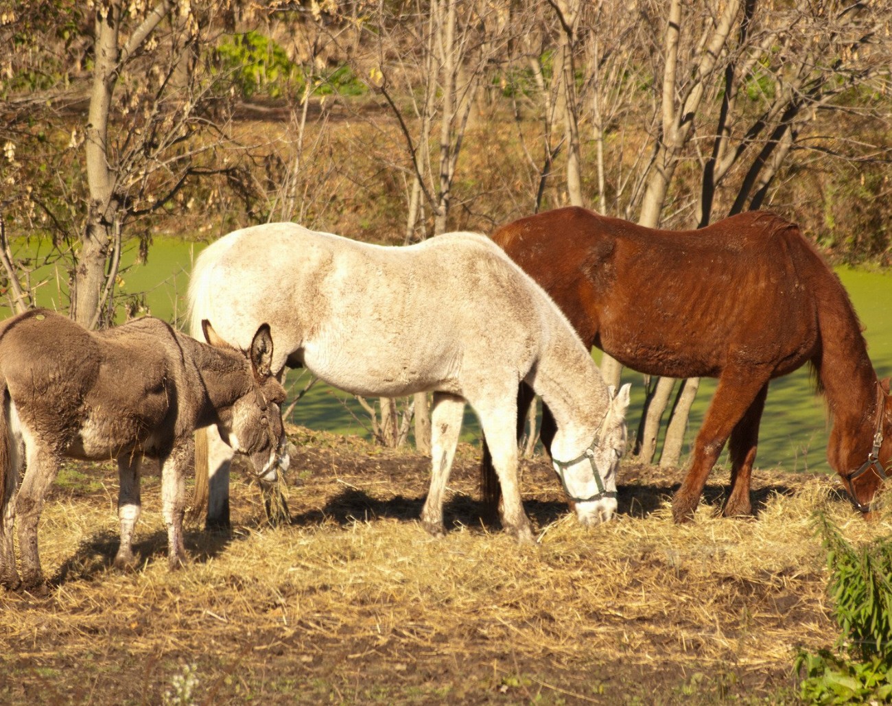 Âne normand : guide race de cheval