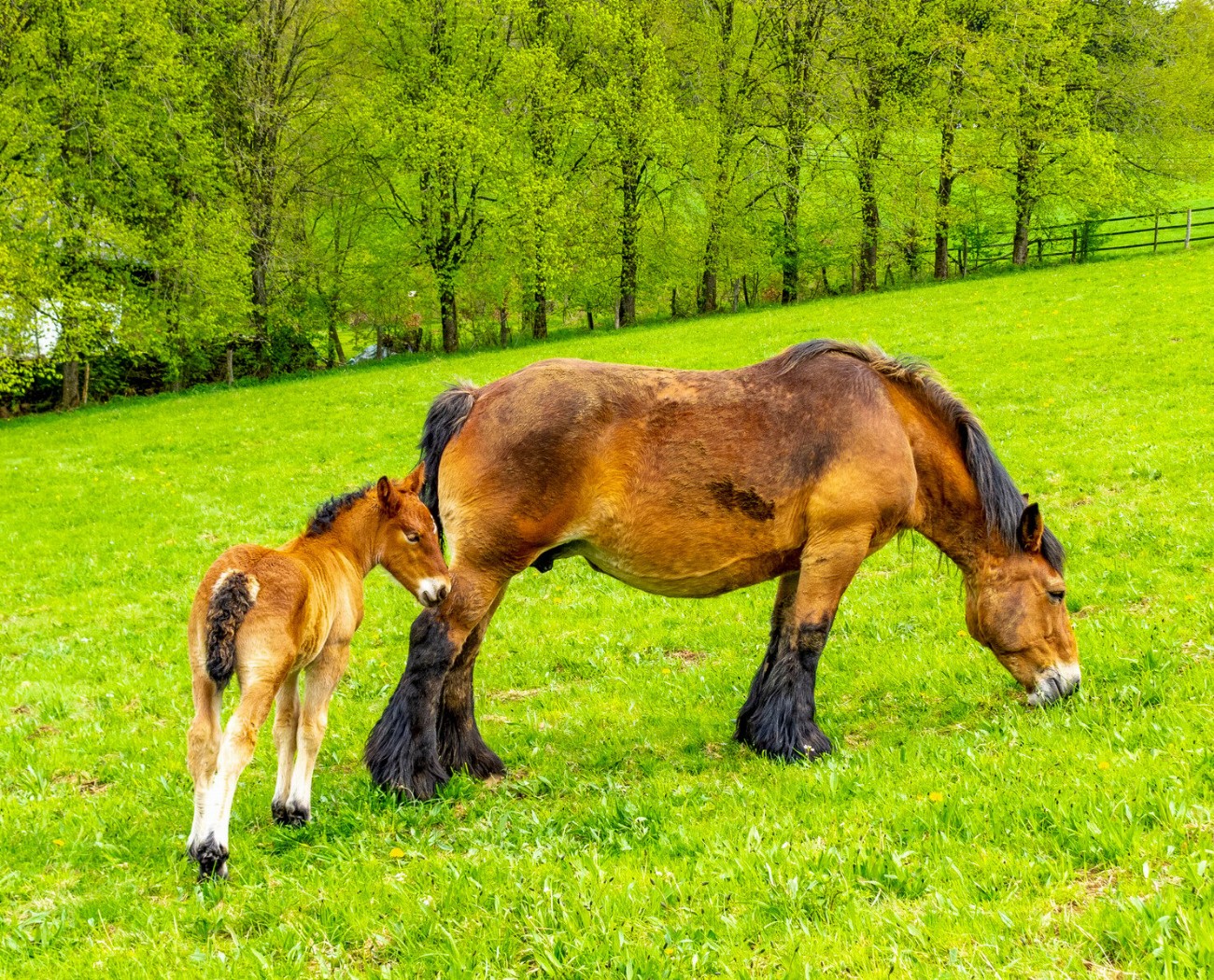 Trotteur Français : guide race de cheval