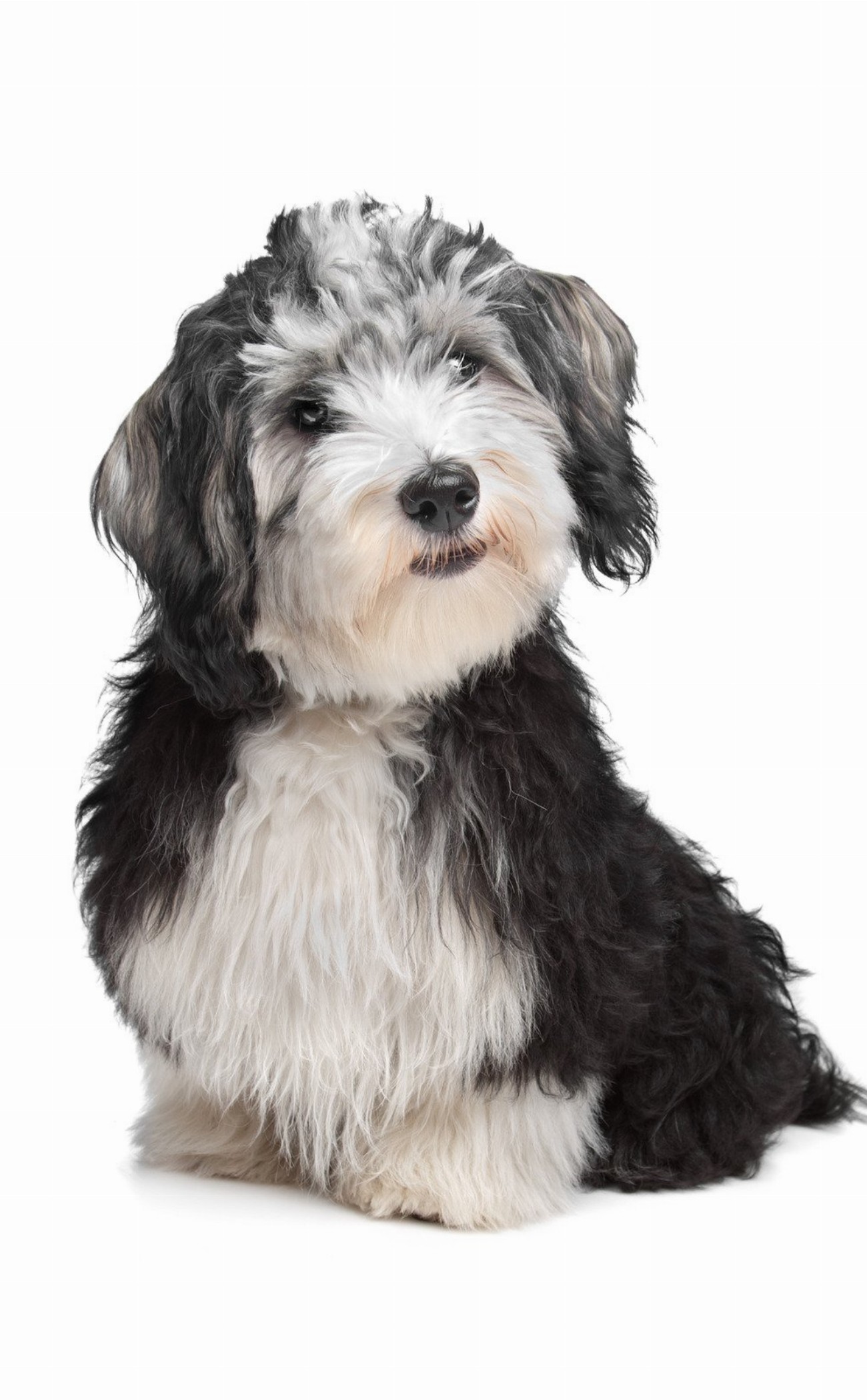 Bichon Havanais : guide race de chien
