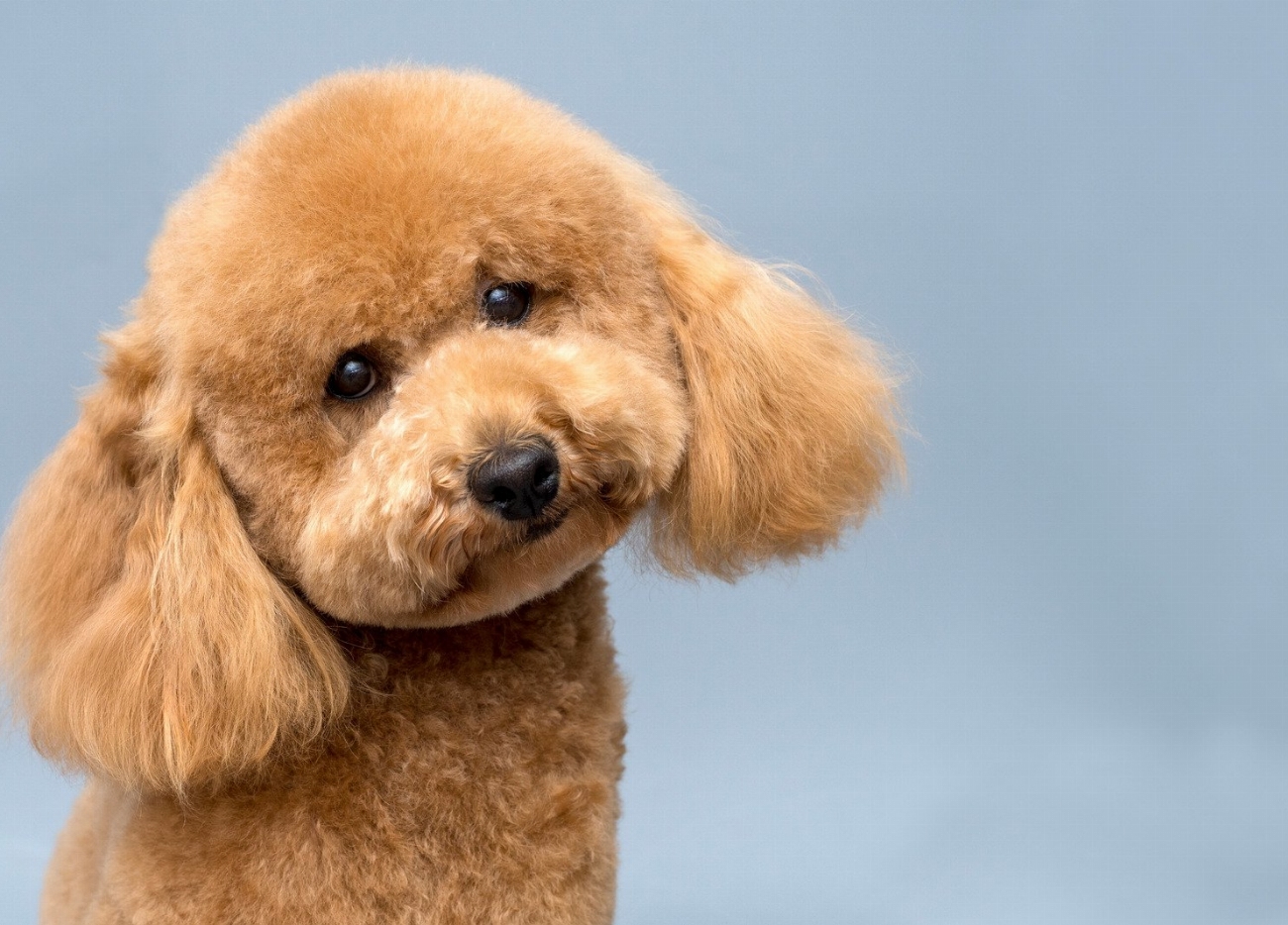 Caniche : guide race de chien
