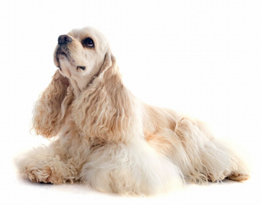 Cocker Américain : guide race de chien