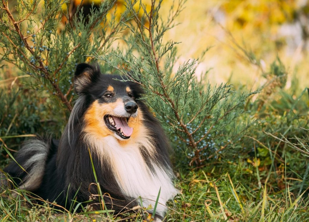 Colley à poil long : guide race de chien