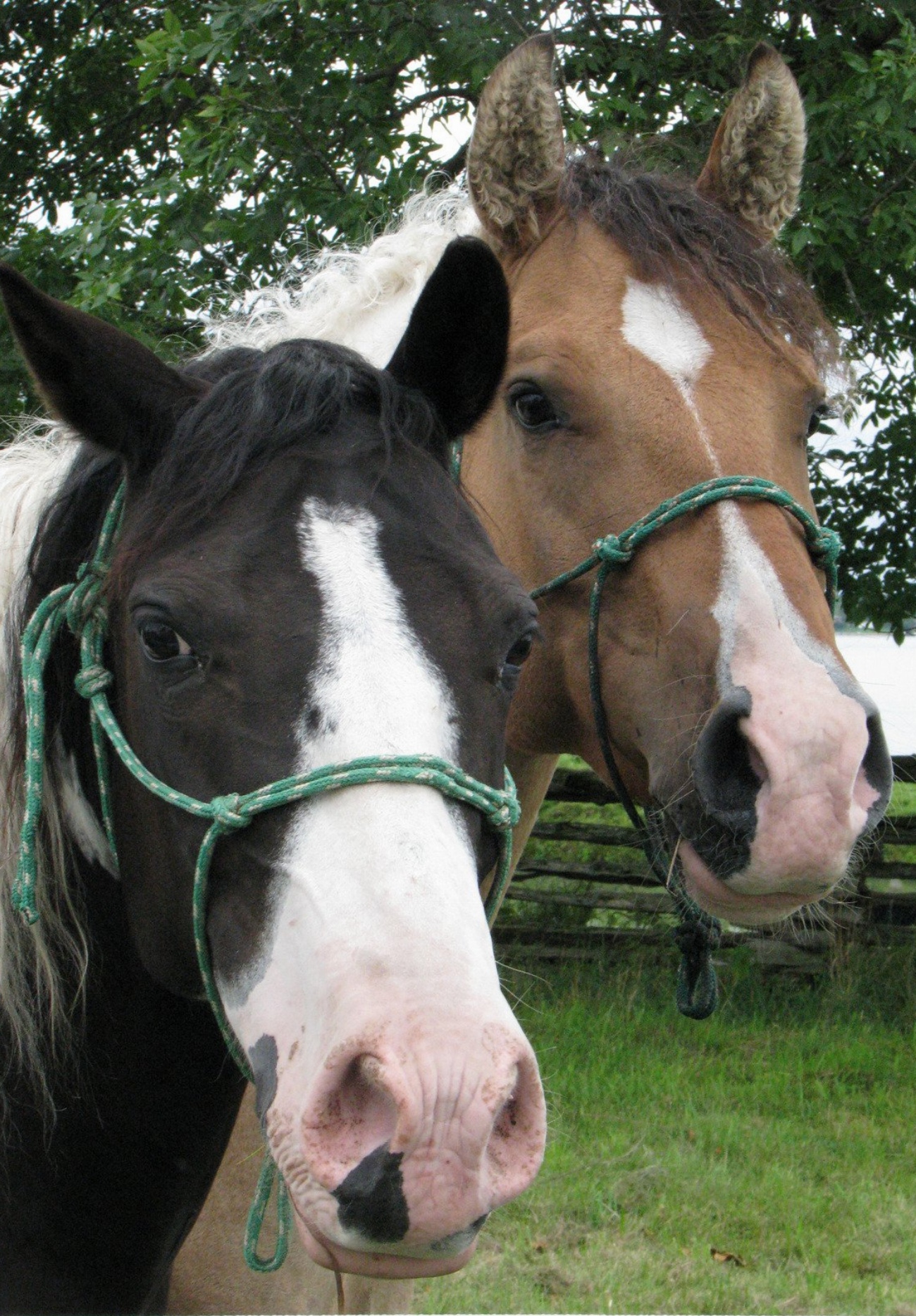 Nokota : guide race de cheval