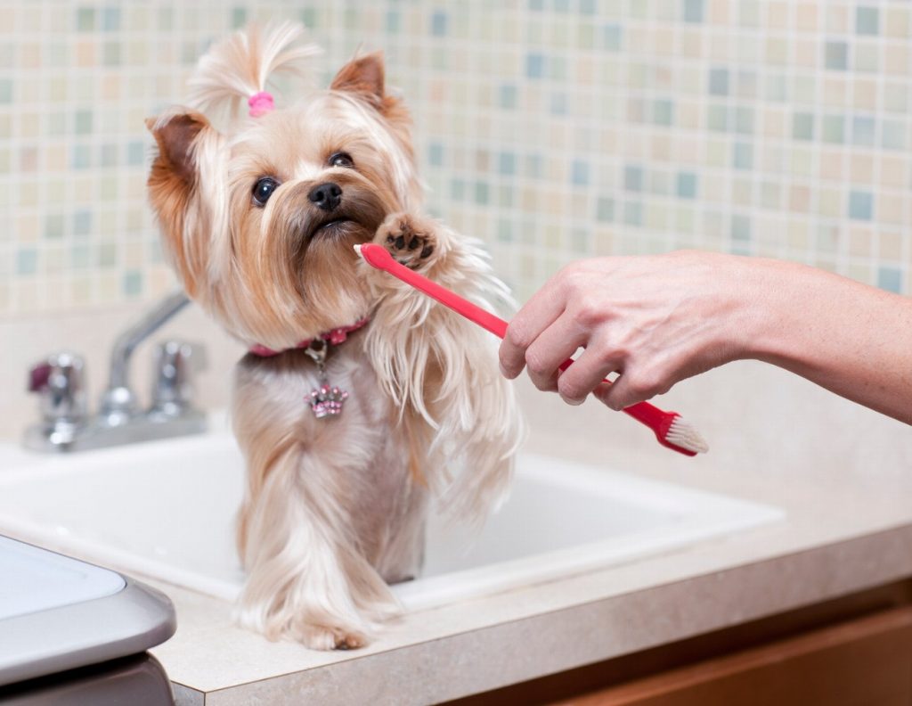 Découvrez la technique infaillible pour un pelage de chien éclatant de ...