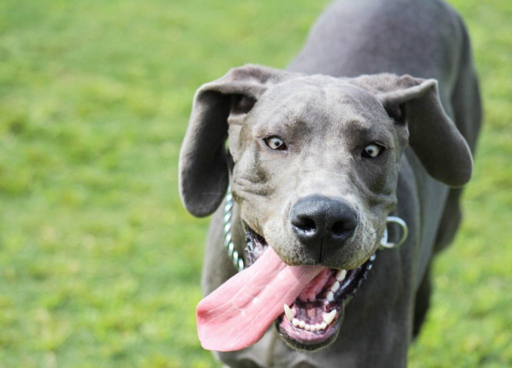 Dogue Allemand : guide race de chien