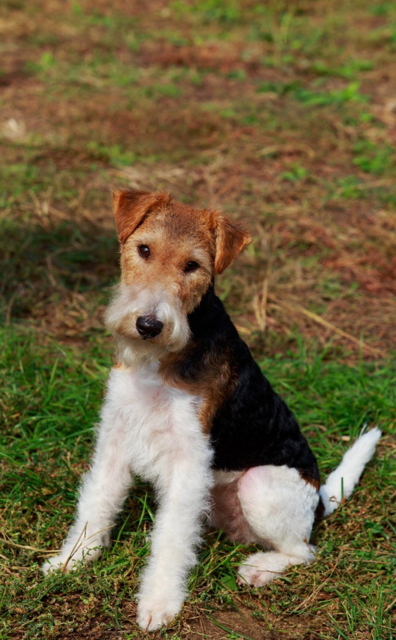 Fox Terrier : guide race de chien