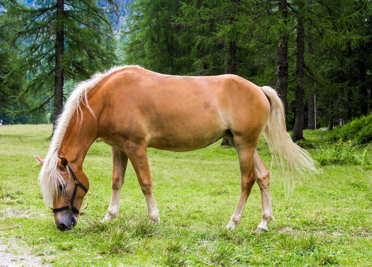 BWP : guide race de cheval
