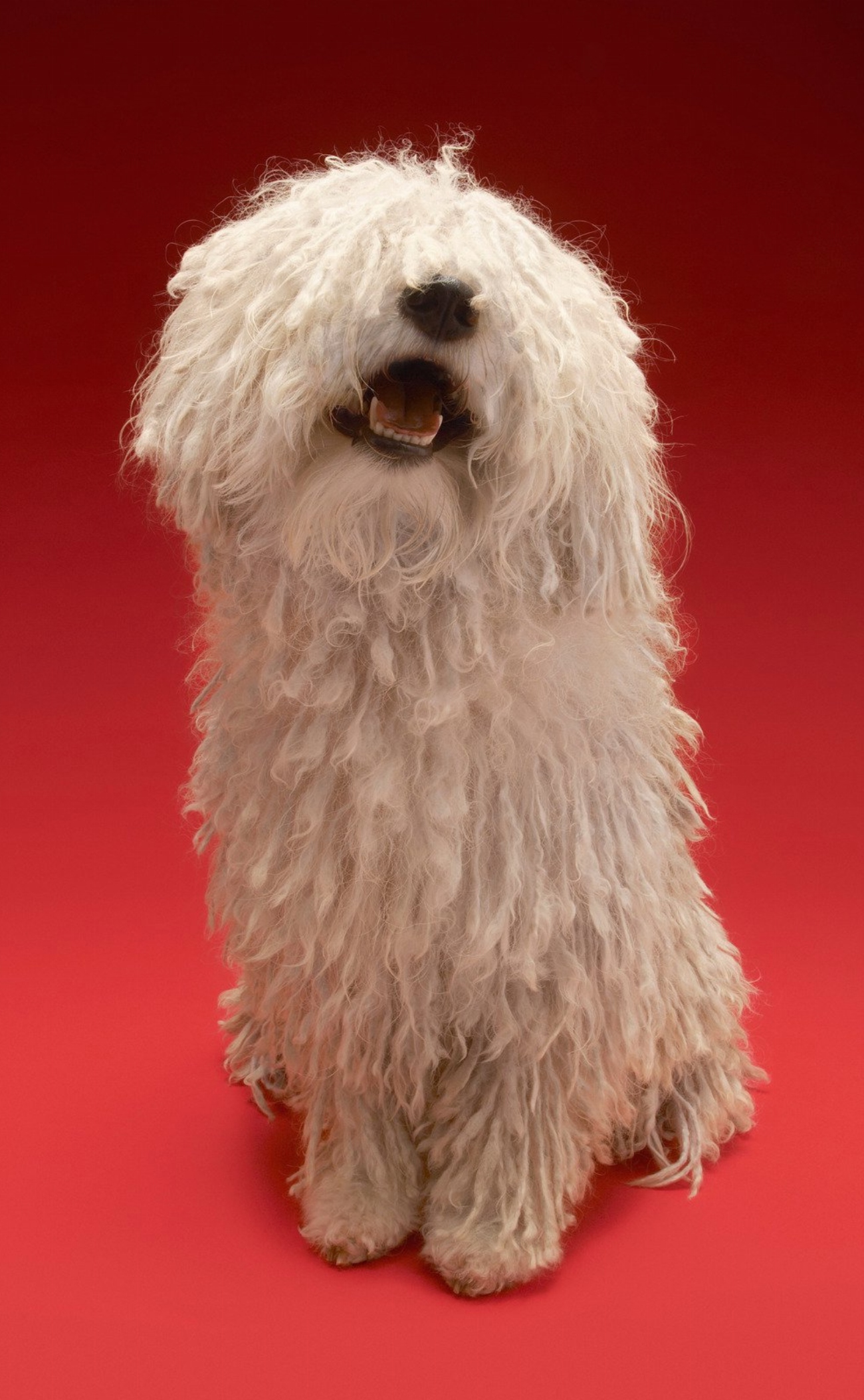 Komondor Guide Race De Chien