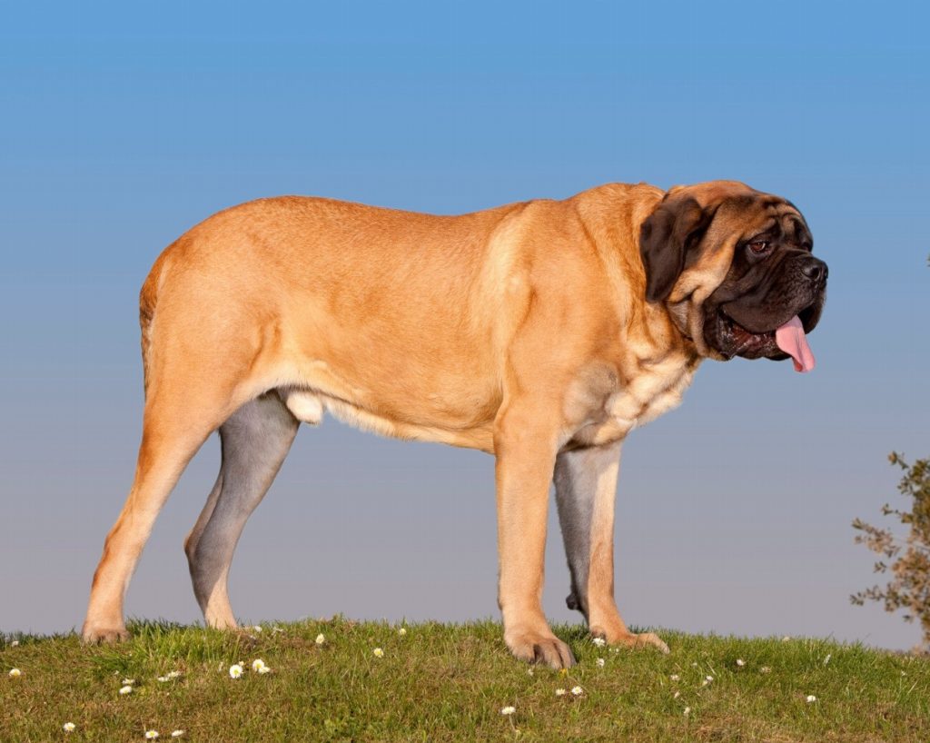 Mâtin de Naples : guide race de chien