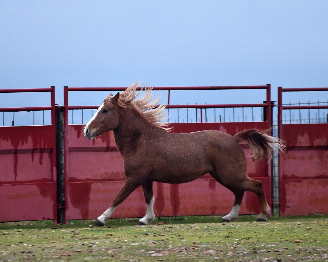 Percheron : guide race de cheval