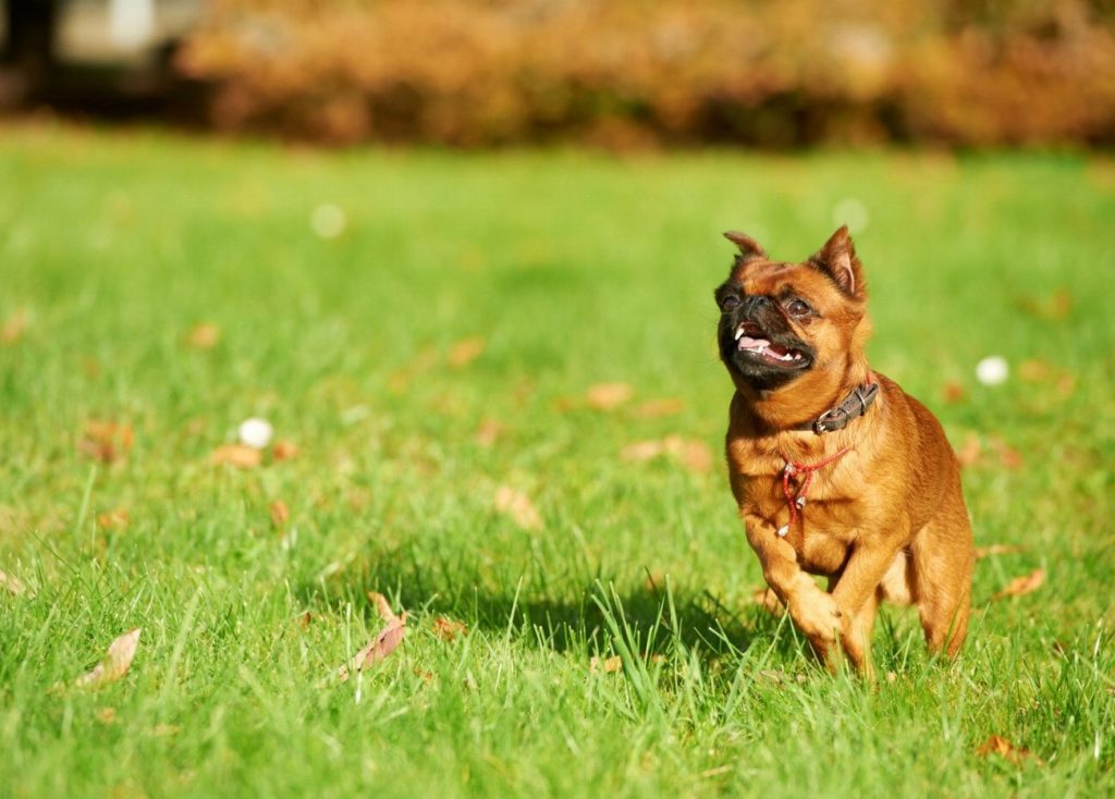 Petit Basset Griffon vendéen : guide race de chien