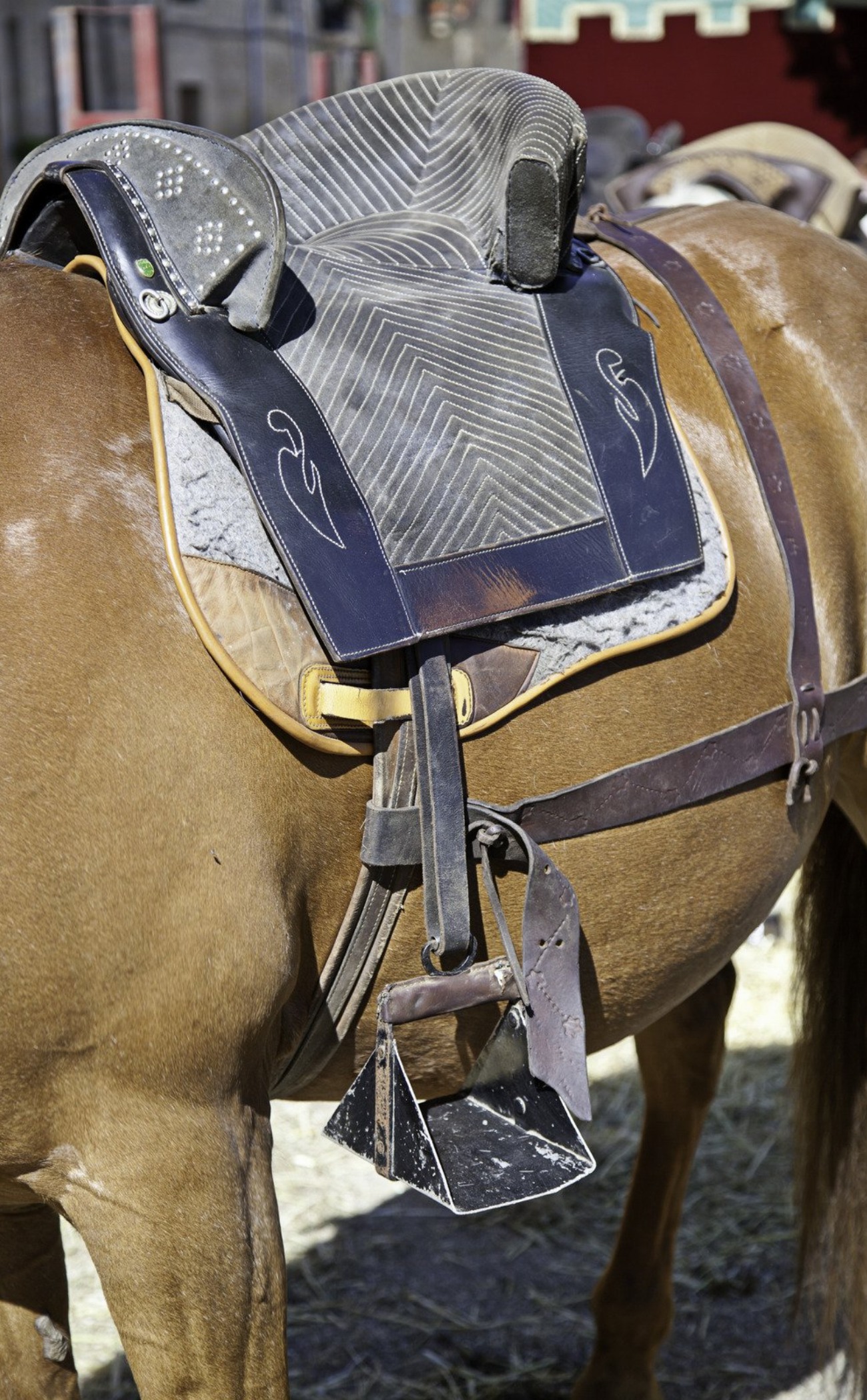 Selle Français : guide race de cheval