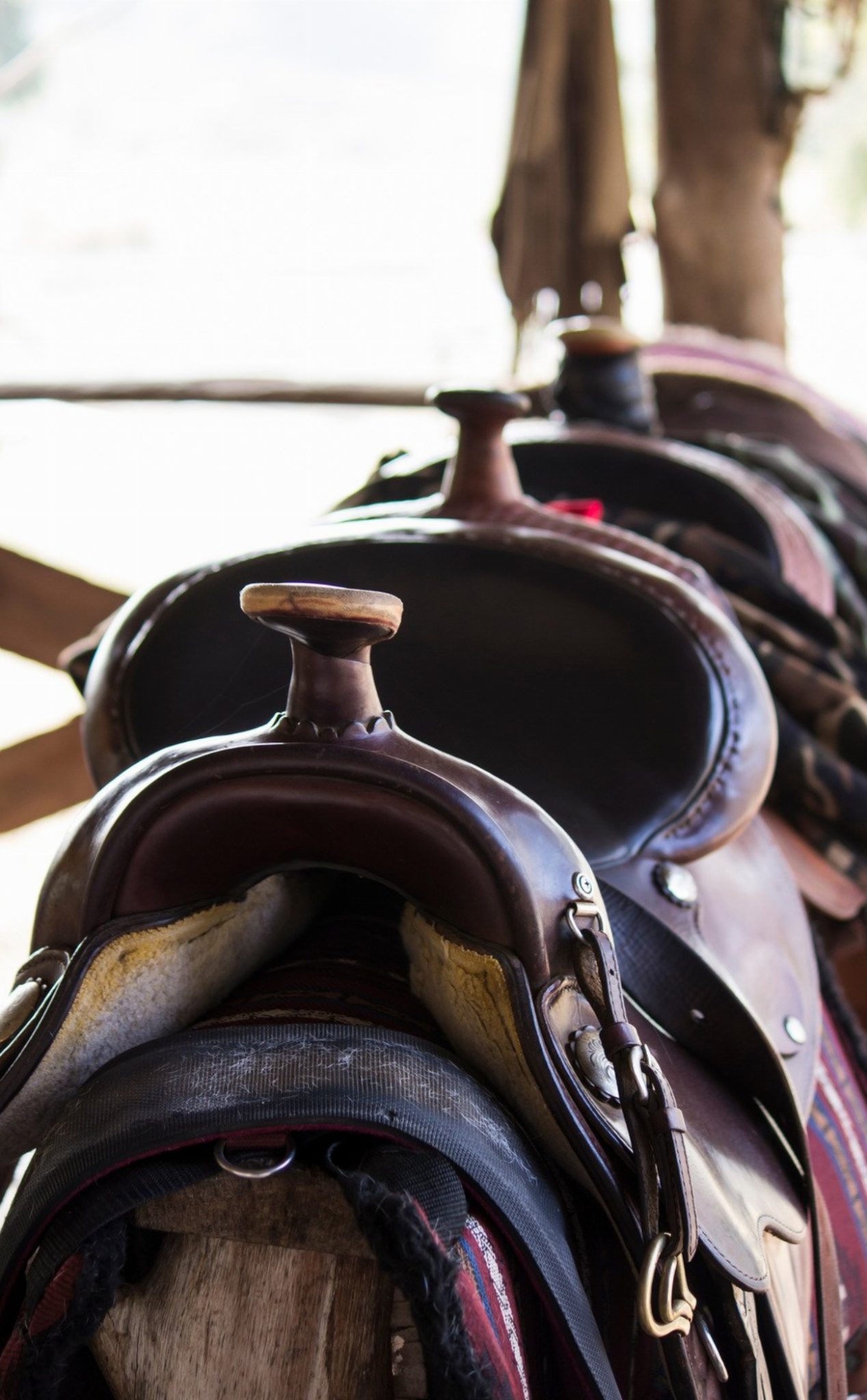 Selle Français : guide race de cheval
