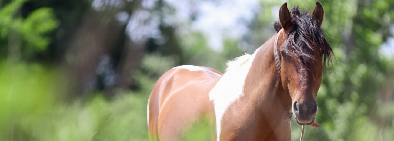 BWP : guide race de cheval