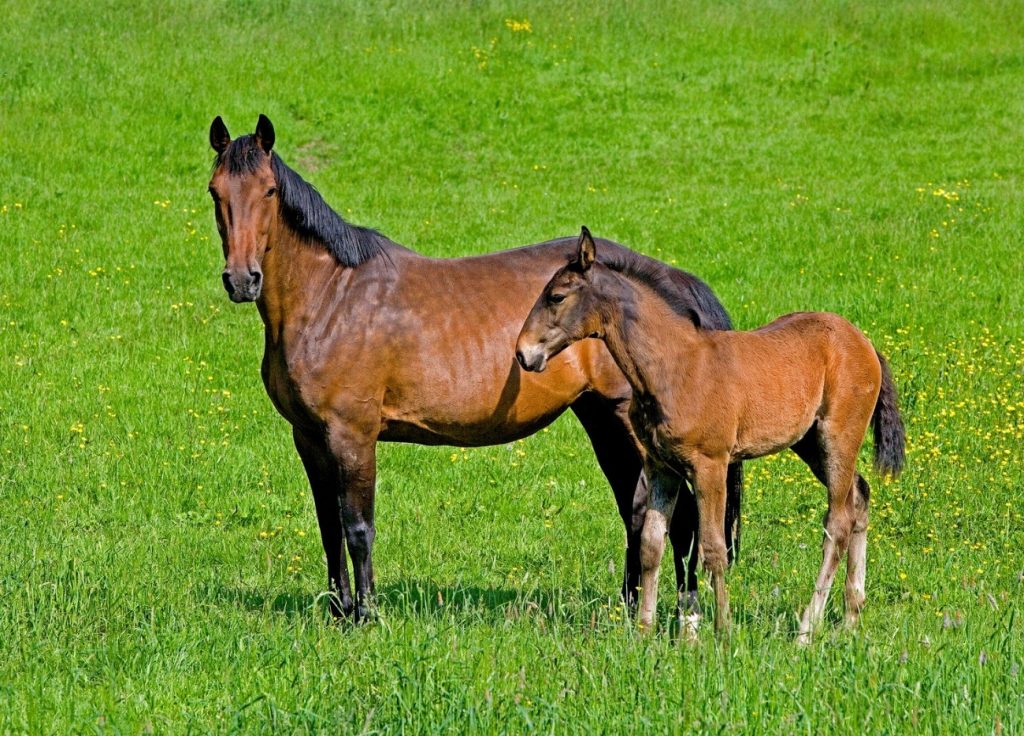 Trotteur Français : guide race de cheval